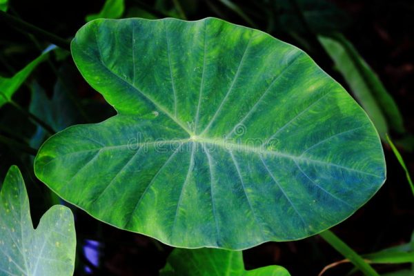 Essential Health Benefits of Cocoyam Leaves (Kontomire) - The Ghanaian ...